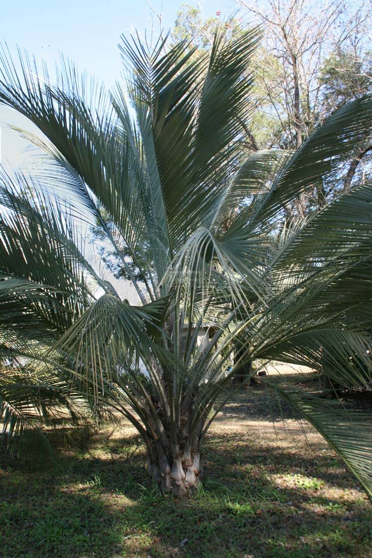 Butia capitata x Jubaea chilensis